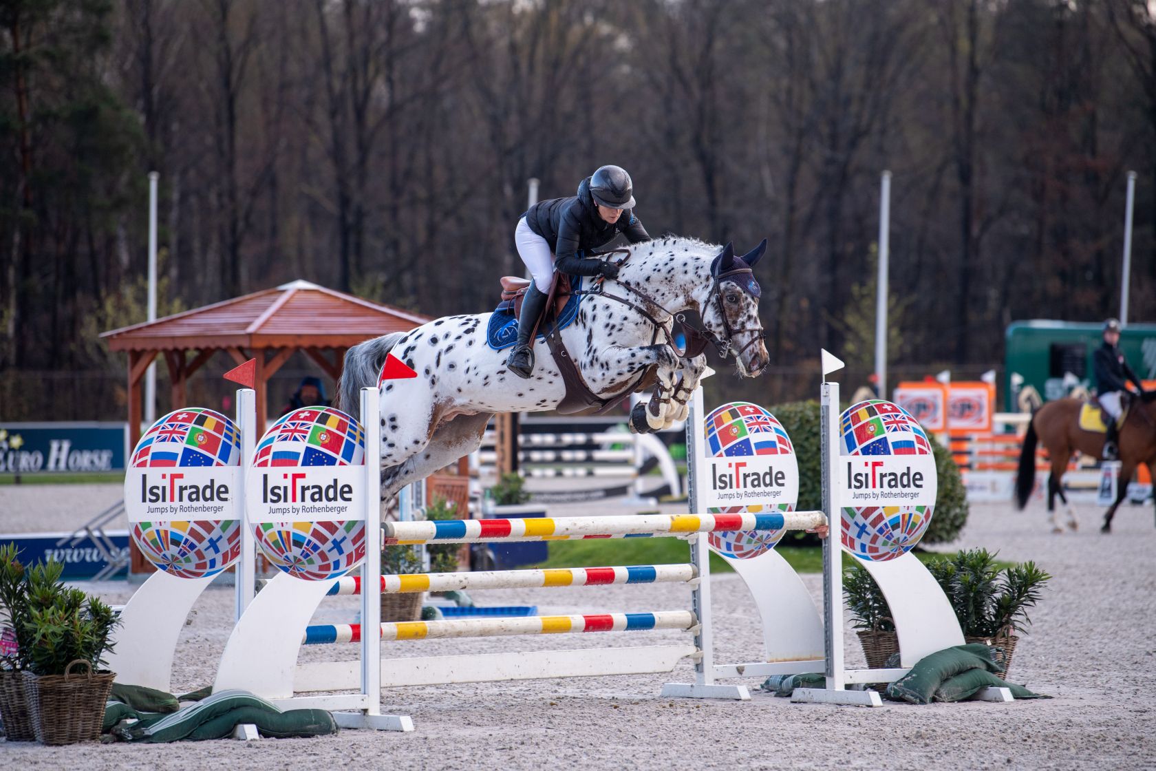 J Nius V V Z Une Sublime Génétique Toute En Couleurs Haras